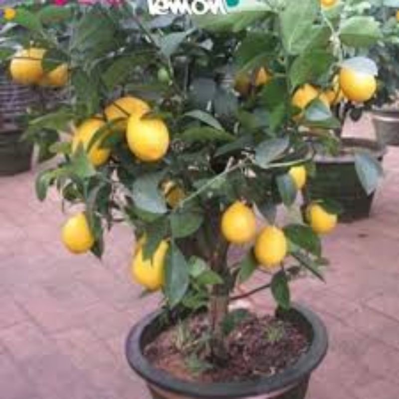 Pokok Lemon Australia Murah.. | Shopee Malaysia