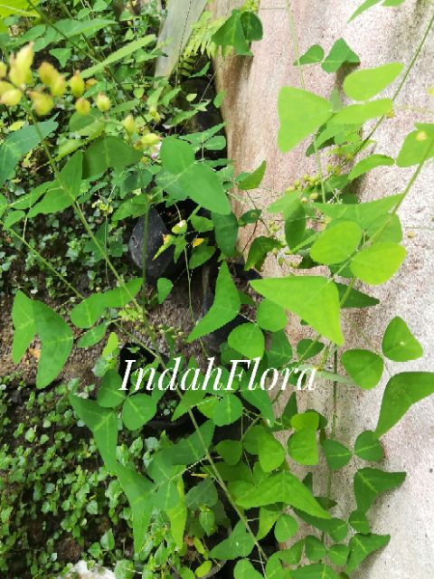 POKOK RERAMA HIJAU BERKHASIAT | Shopee Malaysia