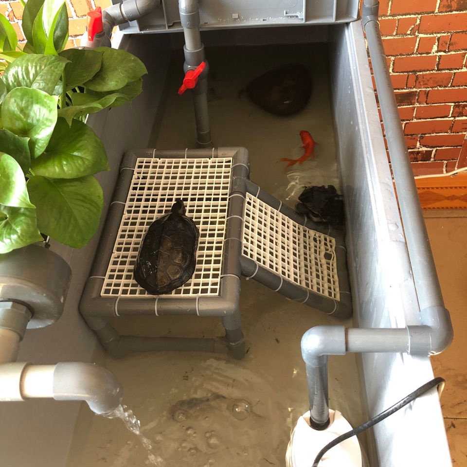 Tortoise diy basking platform stairs turtle box climbing platform ...