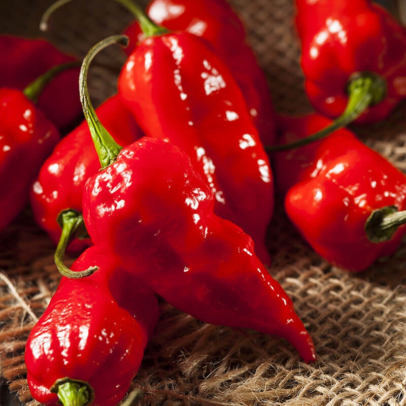 🔥GHOST Pepper🔥10PCS Seed Original Biji Ghost Devil Pepper Chili Bhut ...