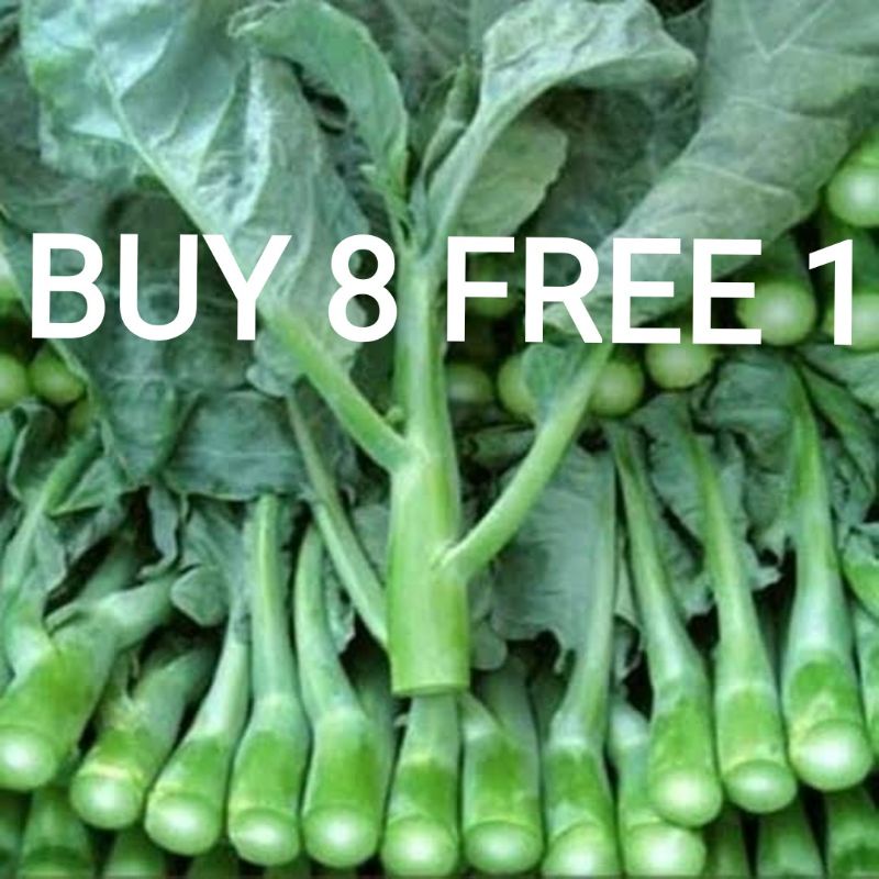 Benih Baby Kailan / Kailan Hong Kong 500pcs Seeds. | Shopee Malaysia