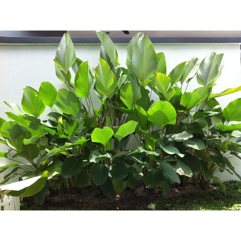 Calathea lutea live plant / Pokok Calathea lutea (Kuping Gajah ...