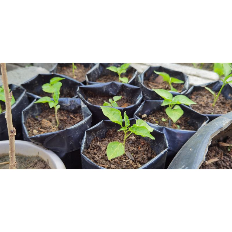benih pokok cili padi merah | Shopee Malaysia
