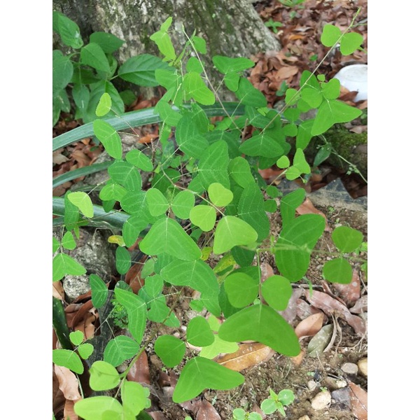 LIVE PLANT Pokok rerama | Shopee Malaysia