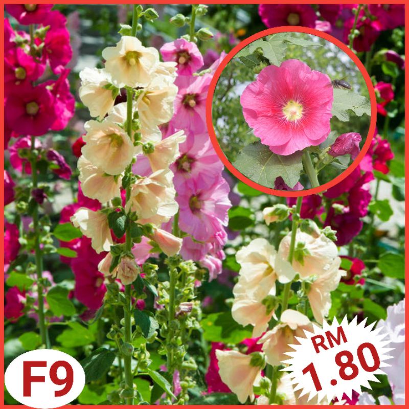 F9 Biji Benih Bunga Hollyhocks - (40+/-) Hollyhocks Flower Seeds ...