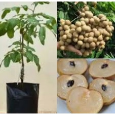 POKOK BUAH LONGAN TANGKAI EMAS-SAIZ POKOK BESAR DAN SIHAT-CLEARANCE ...