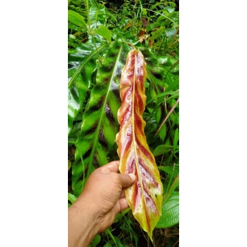 Etlingera rubrostriata/ Kantan hutan /Tepus Hutan | Shopee Malaysia