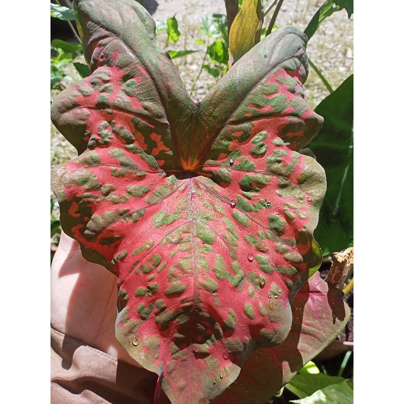 Anak pokok Keladi Rama-rama | Shopee Malaysia