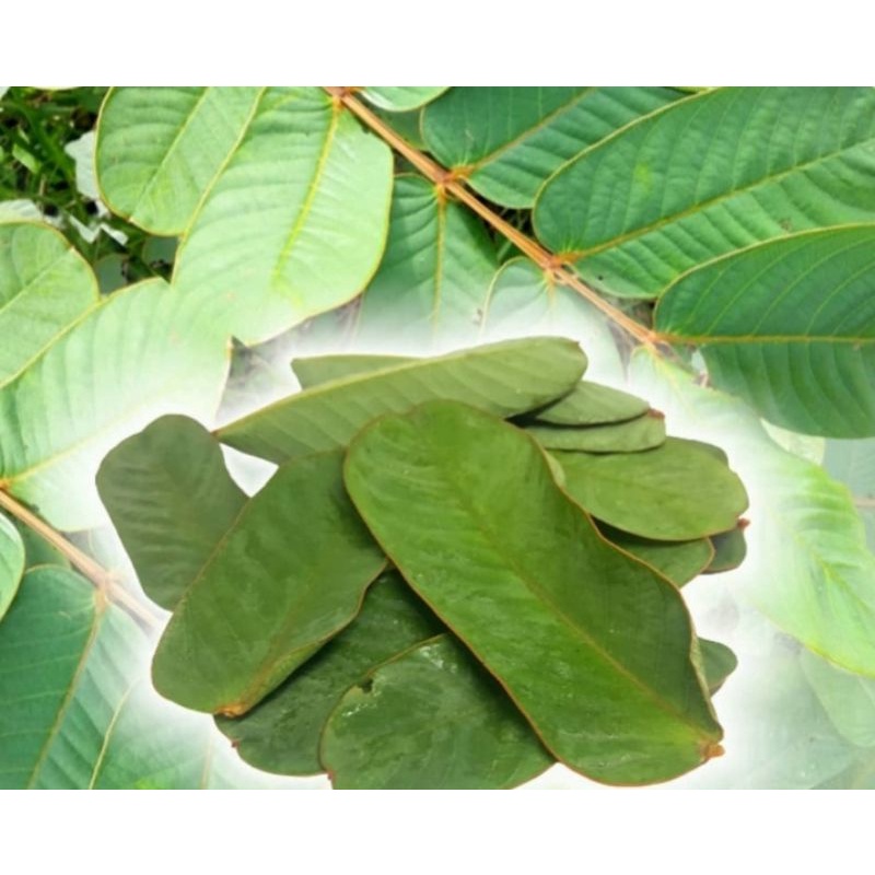 Daun Gelenggang (Anak pokok) | Shopee Malaysia