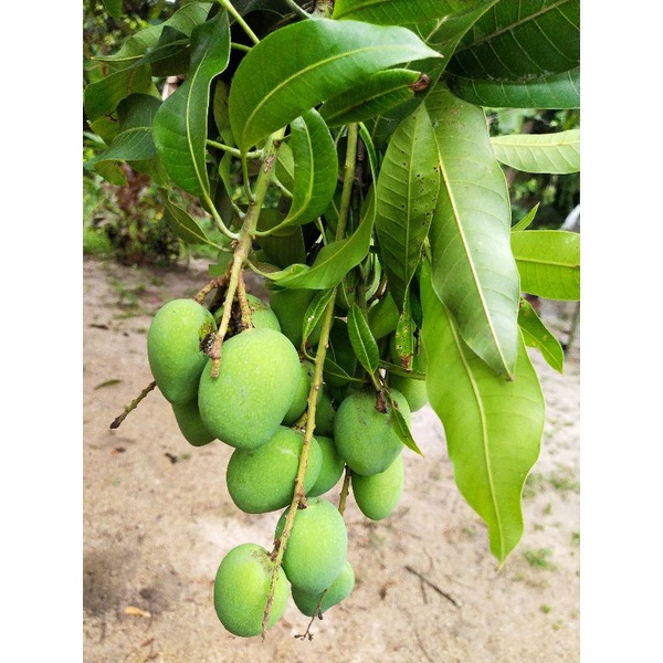 MANGGA TELUR / PAUH RINGAN FRESH DARI POHON (Buah terhad) | Shopee Malaysia