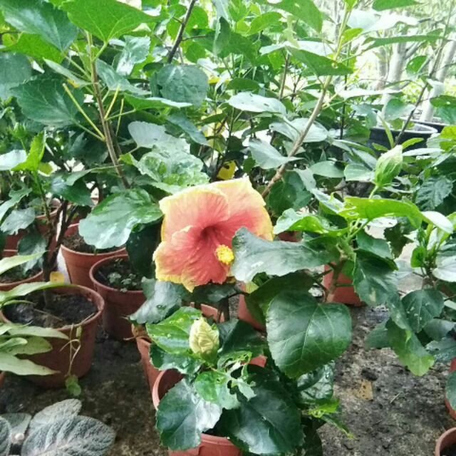 AZ Pokok Bunga Raya Thailand | Shopee Malaysia