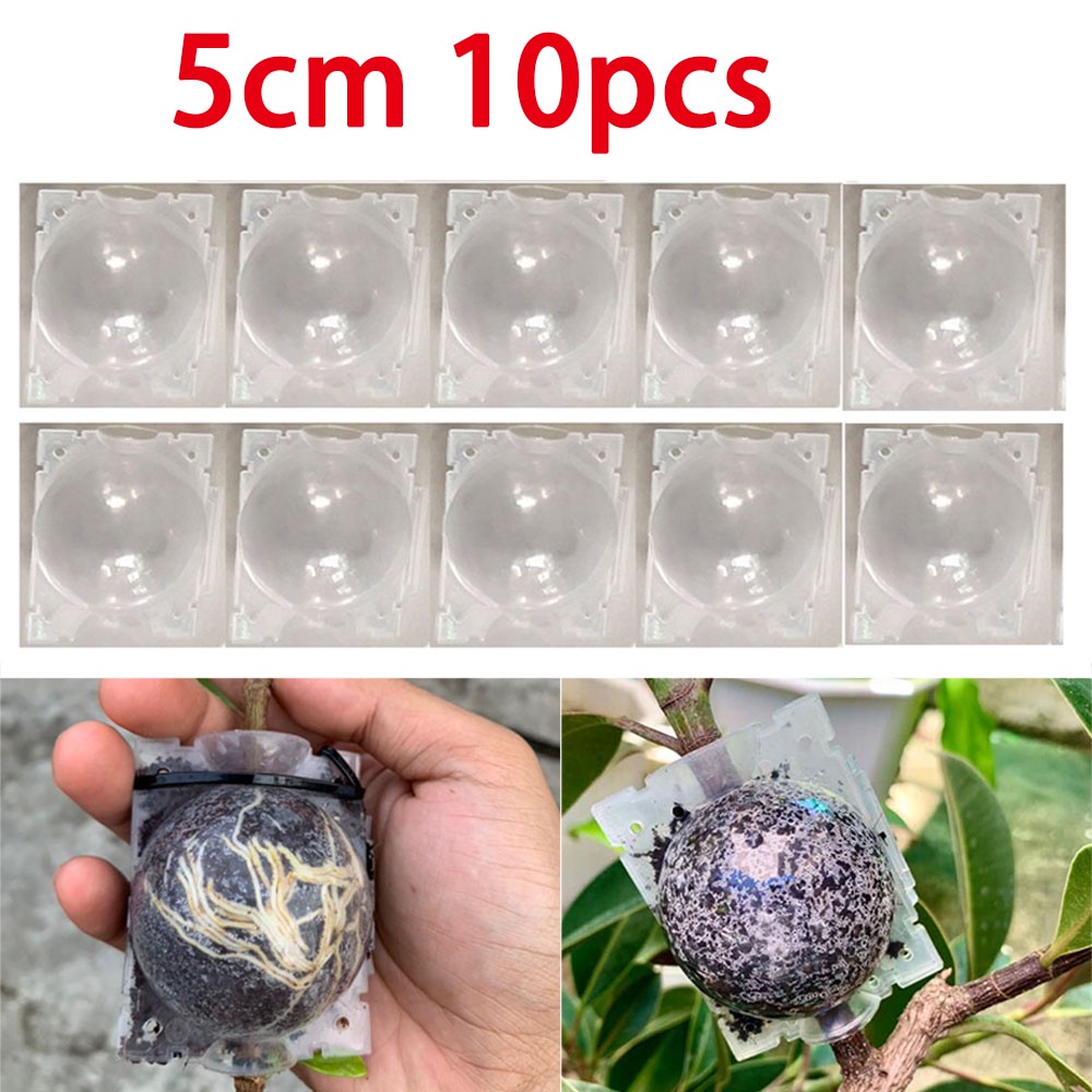 10pcs 5cm Fruit Plant Tree Rooting Ball Root Box Plastic Case ...