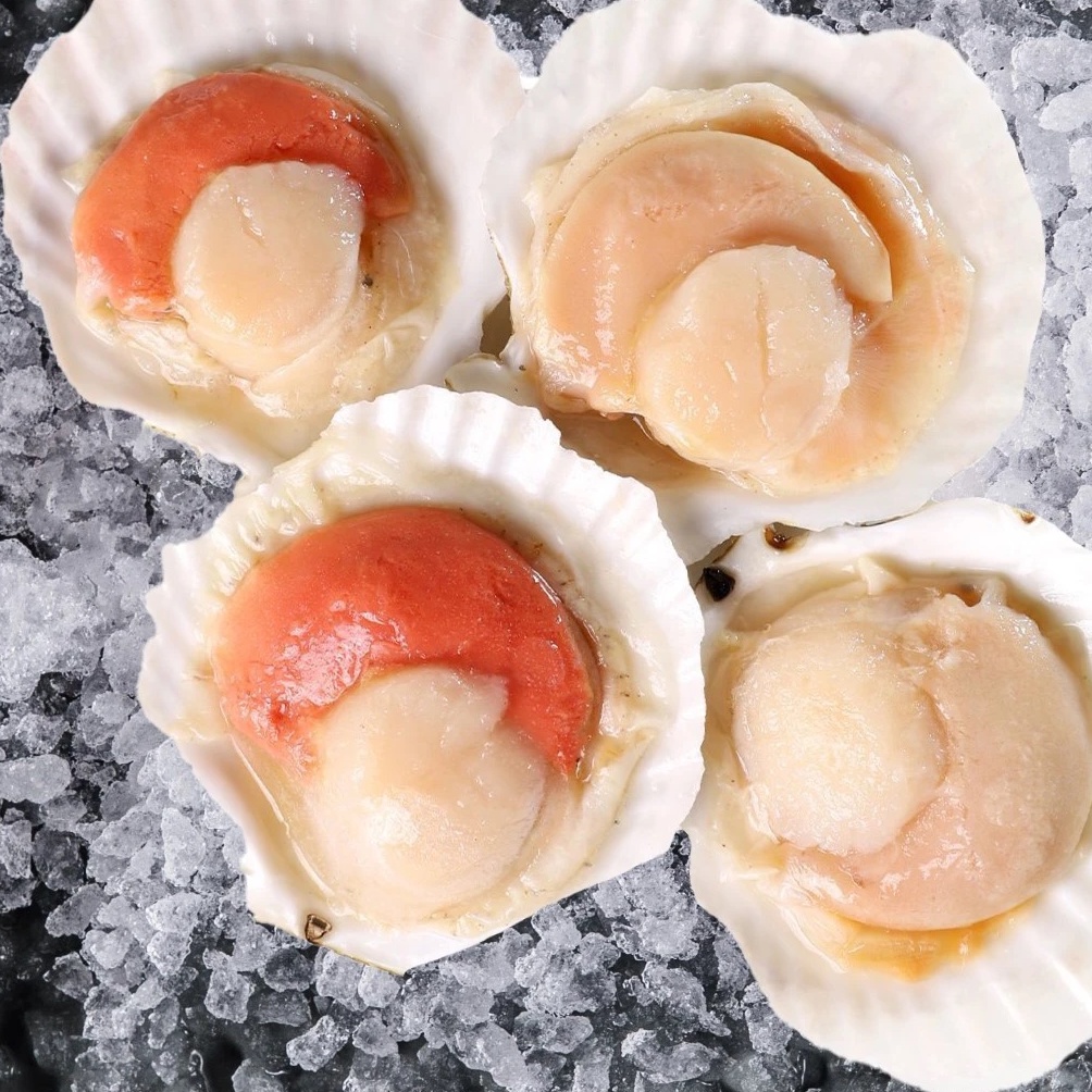 Premium Half Shell Scallop with Roe 1Kg Frozen | Shopee Malaysia