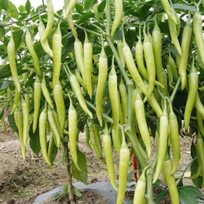 Biji Benih Cili Putih / White Pepper seeds 白玉辣椒籽 | Shopee Malaysia