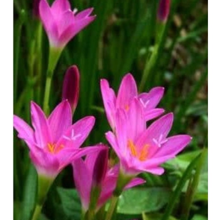 💥 Rain Lily Bunga Pink Putih / Pink Gelap dalam polybeg 💥 | Shopee Malaysia