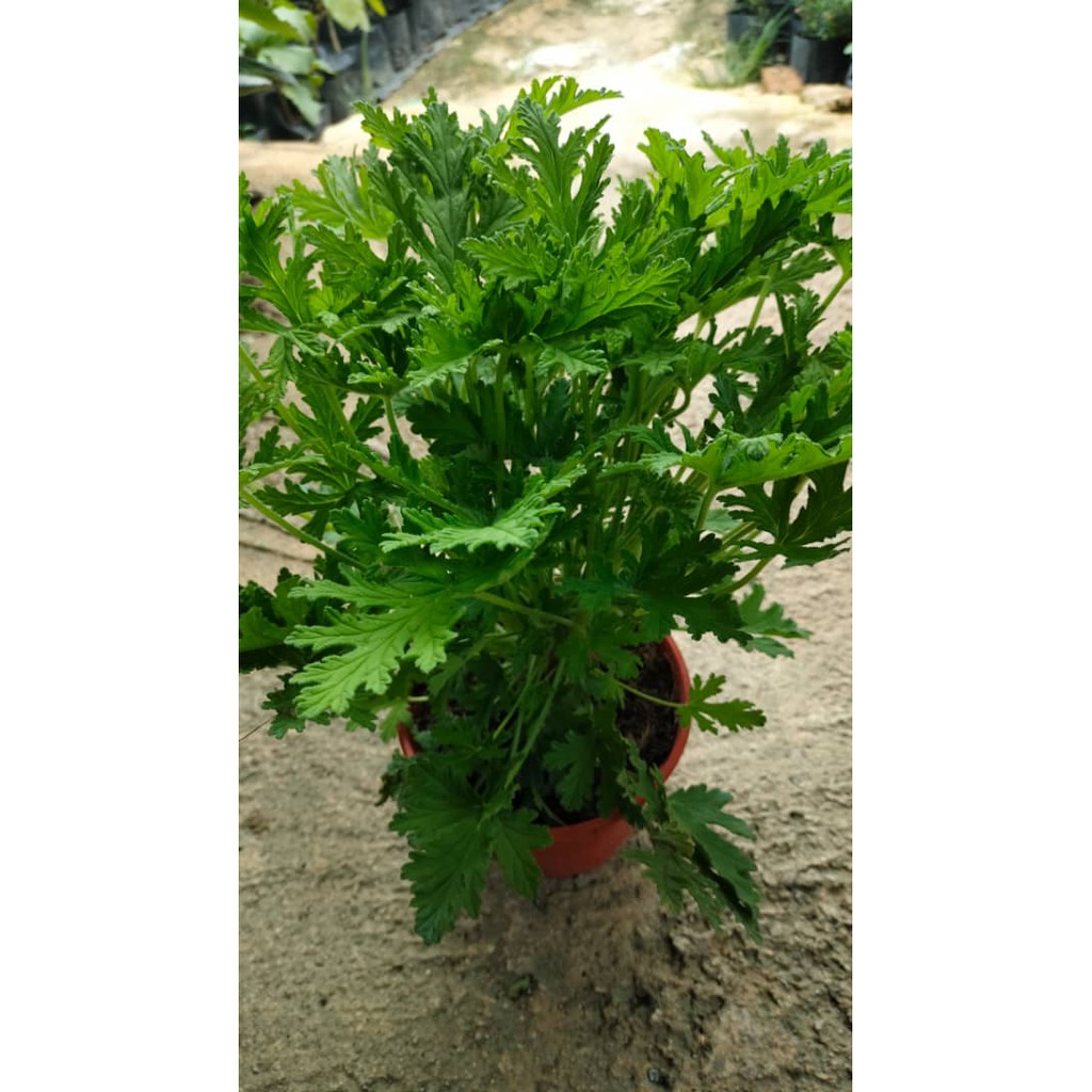 Pokok Halau Nyamuk / Citrosa Geranium/POKOK JEREMIN - HALAU NYAMOK by ...