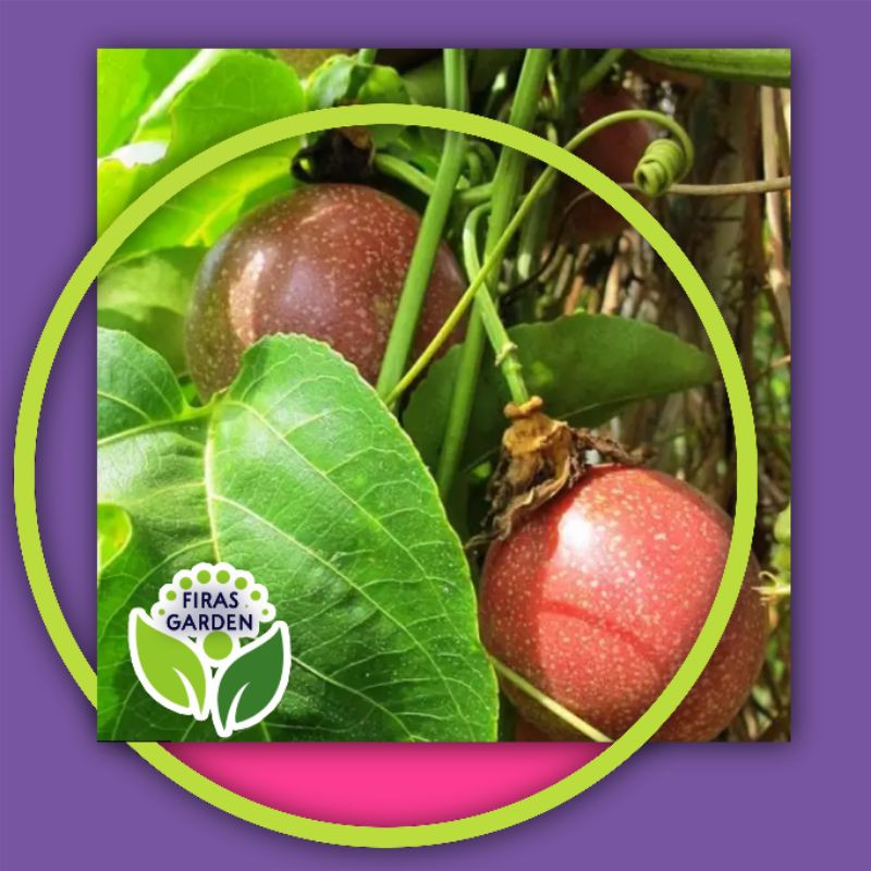 ANAK POKOK MARKISA BERPOLIBAG | Shopee Malaysia