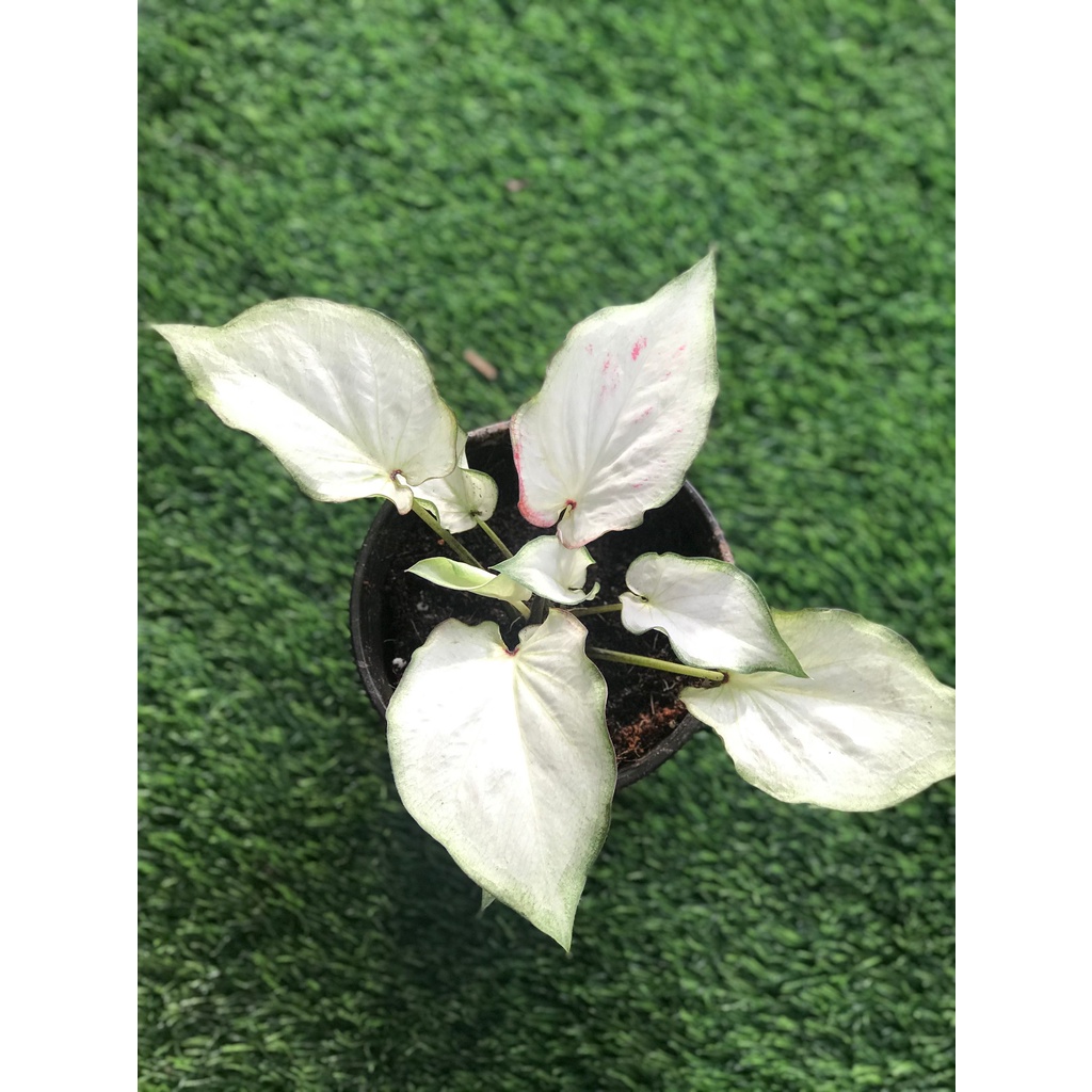 Caladium Debutante Daging Putih (P130) | Shopee Malaysia