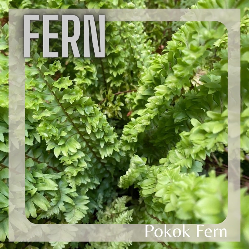 Pokok Paku Pakis Ruffle/ Pokok Fern Halus/ Pokok Fern Ruffle Hidup ...