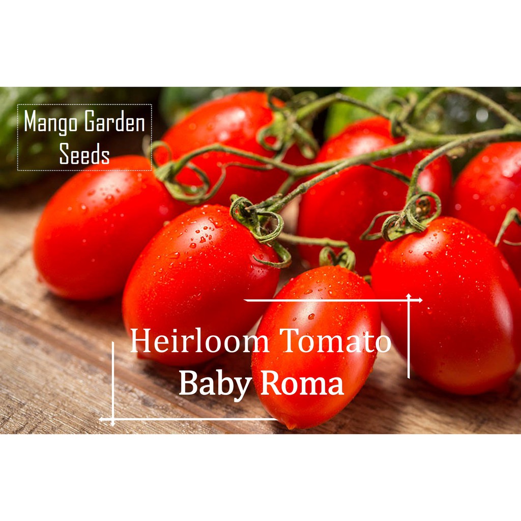 Heirloom Baby Roma Tomato Seeds - 30 Seed *Pot Friendly* Indeterminate ...