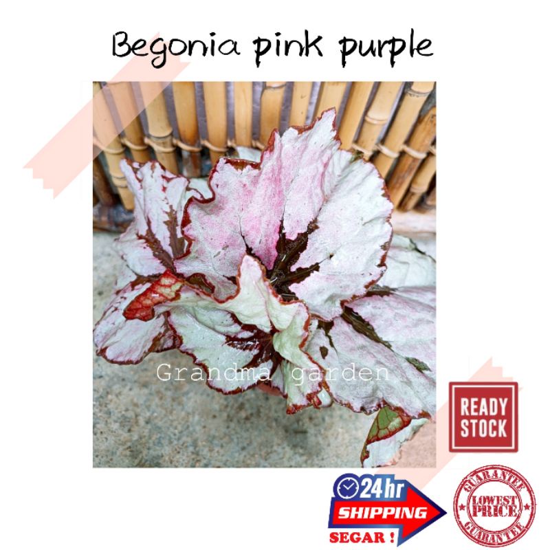 (GG real plant) begonia pink purple ^ daun merah jambu ungu pokok hidup ...
