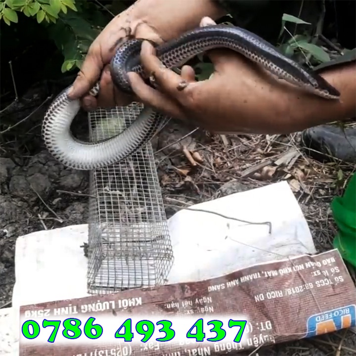 4 multi-purpose SNAKE TRAPS suitable for catching snakes from small to ...