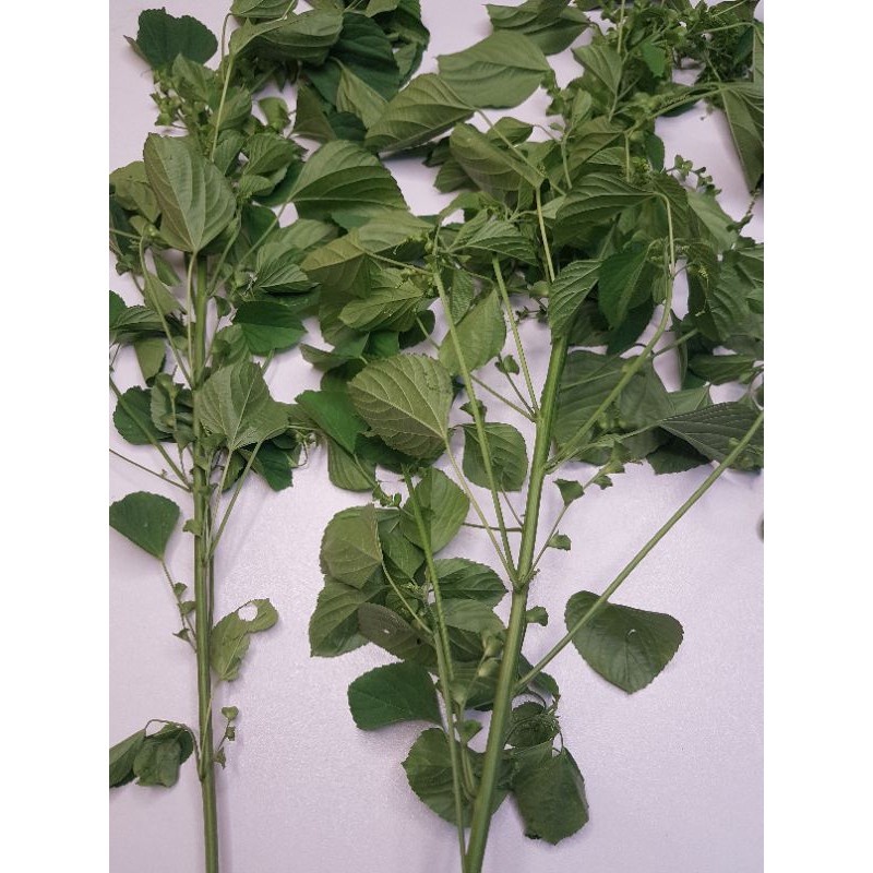 Pokok Galak Kucing Pokok Ubat Kucing | Shopee Malaysia