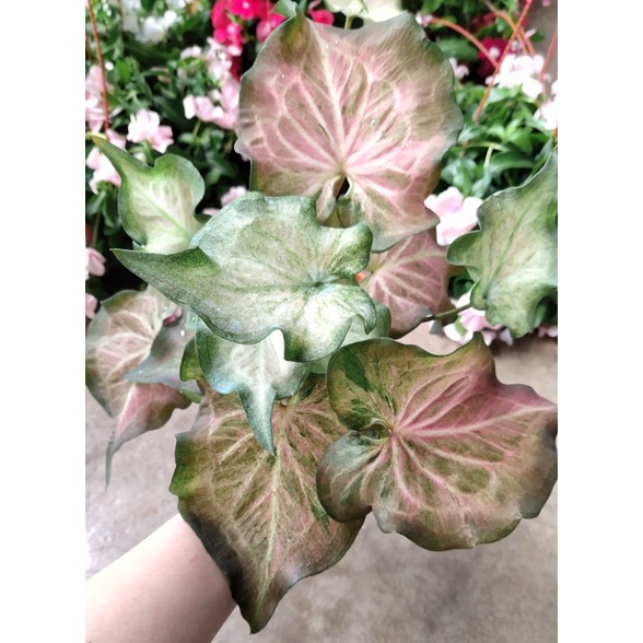 Caladium Darkstar/Frankenstein/Misty/Serene/Splendid/Gerhana/Strawberry ...