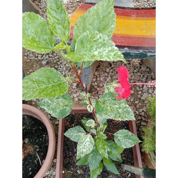 Pokok Bunga Raya VARIEGATED Bunga merah | Shopee Malaysia