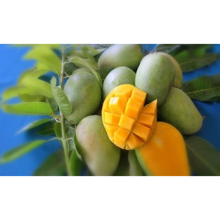 Pokok Mangga Harum Manis//Originaln perlis // SAIZ L // 1 ORDER LIMIT ...
