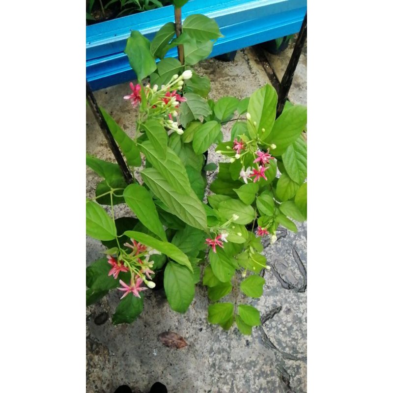 Anak Pokok Akar Dani (Bunga Dua Lapis) (READY STOK) | Shopee Malaysia