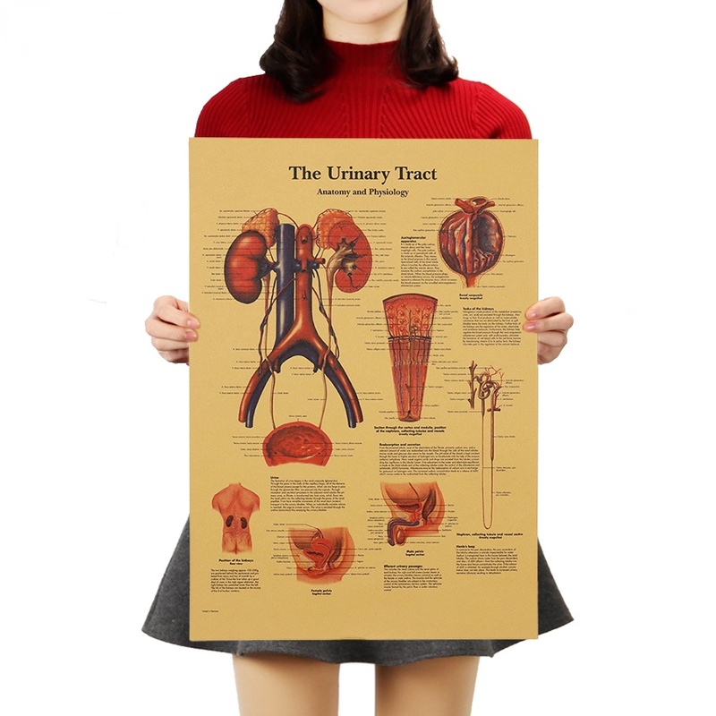 Human Urinary Tract System Kraft Paper Wall poster Vintage Style Wall ...