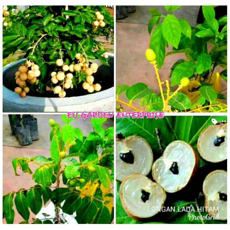 Pokok Buah Longan Lada Hitam HYBRID | Shopee Malaysia