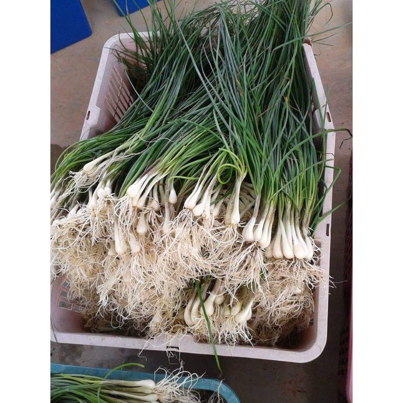 lokio,lekio,bawang batak.. | Shopee Malaysia