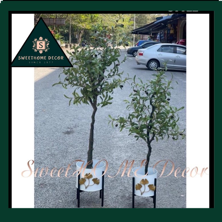 Pokok Viral - Premium Olive Tree & Eucalyptus Tree (READY STOCK ...