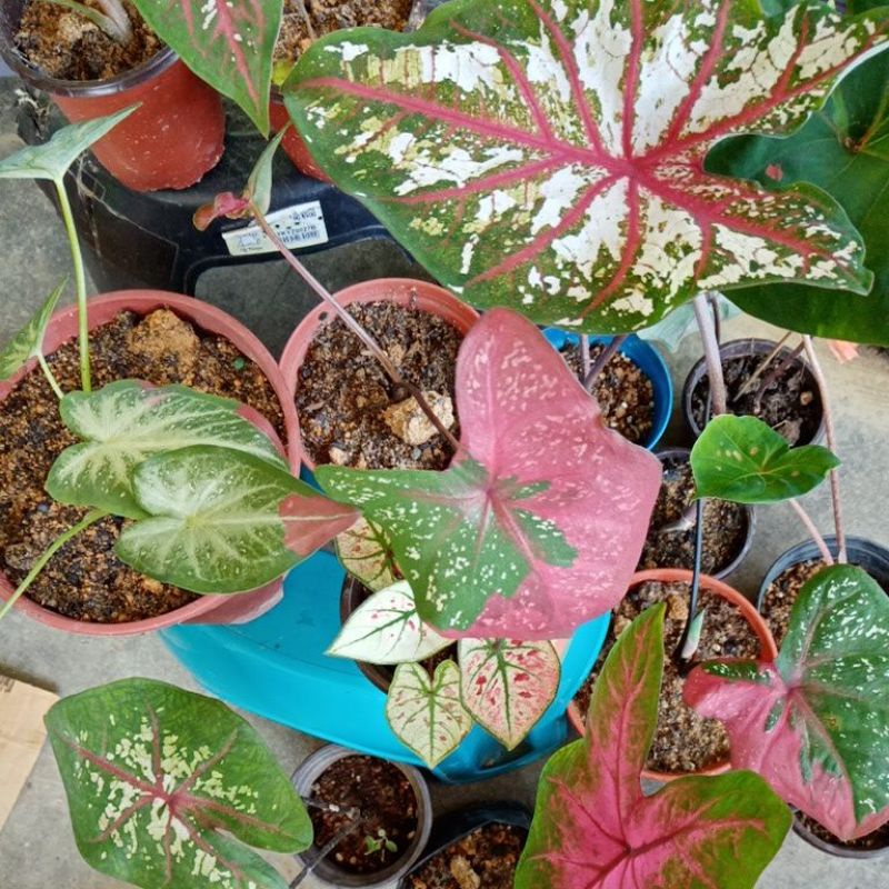 Pelbagai Keladi Caladium Butterfly Cat Tumpah Red Barret Bomba Shycool Anthurium Tambuna ...