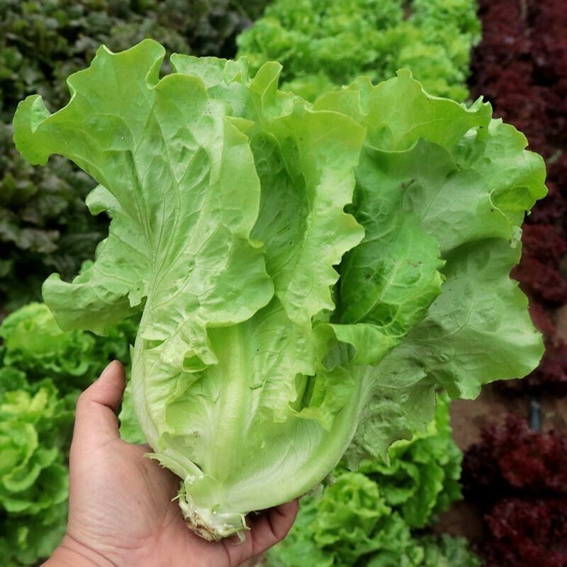 Biji Benih Sayur - Daun Selada | Vegetables Seed - Four Season Lattuce ...