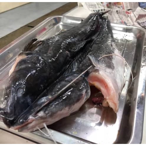 IPOH SEAFOOD-Big CATFISH/白须公鱼/PAK SOU GONG/IKAN BAUNG 920-990gm ...