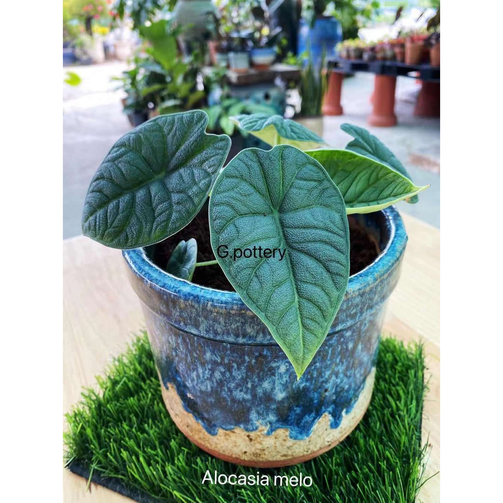 alocasia melo plant garden pokok | Shopee Malaysia