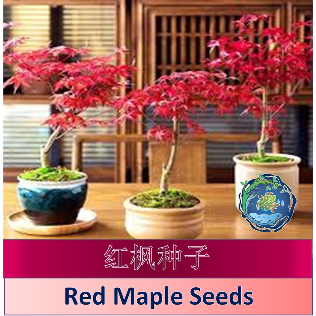【Ready Stock/现货】Red Maple Seeds 红枫种子 | Shopee Malaysia