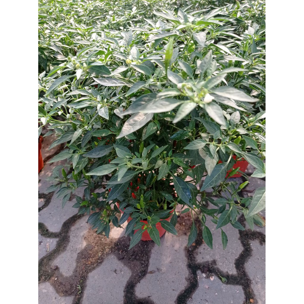 Anak Pokok Cili Dah Berbuah Hot Chili Plants Live Plant Pokok Lada ...