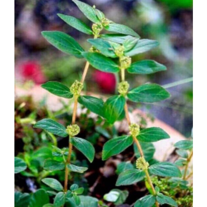 Pokok Susu Nabi,Ubat Gaot | Shopee Malaysia