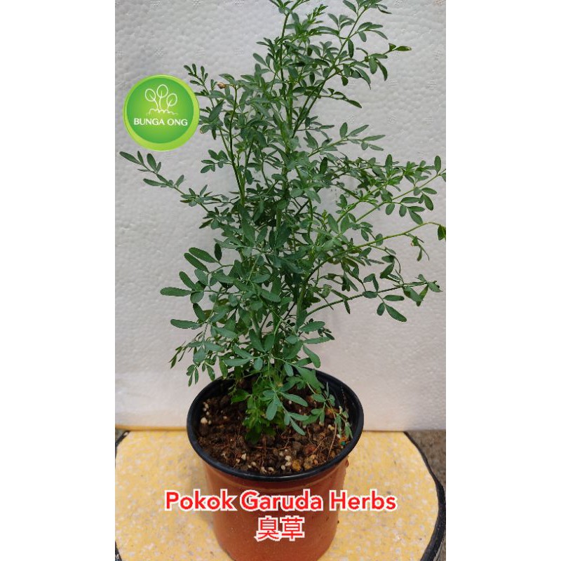 Pokok Garuda Herbs 臭草( Real Plant) | Shopee Malaysia