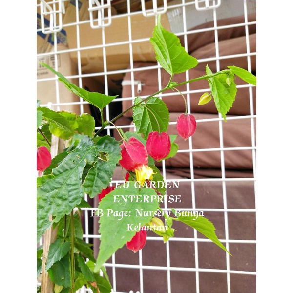 Pokok Bunga Tanglung / Abutilon Megapotamicum ( Chinese Lantern ...