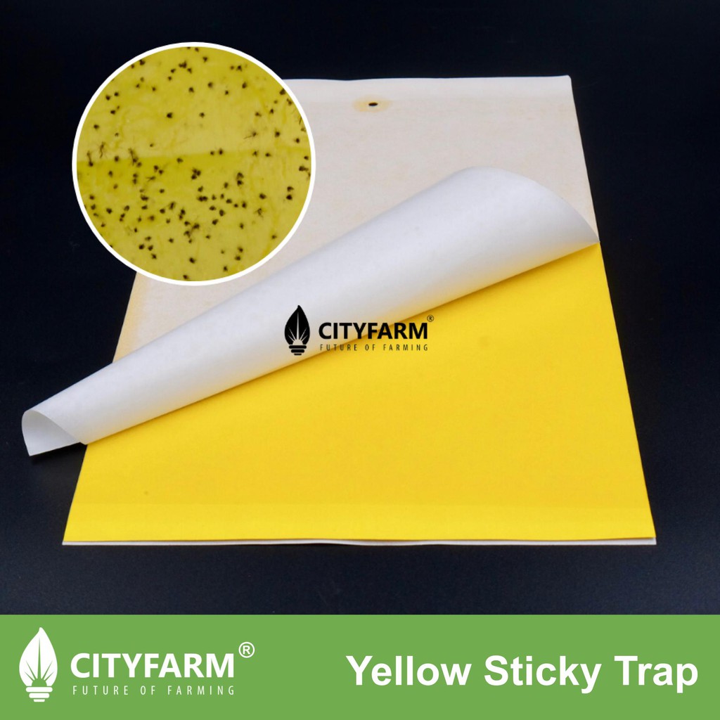 Yellow Two Sided Sticky Trap Insect Sticker 25cm x 20cm (Whiteflies ...