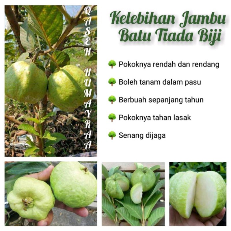 Jambu Batu Tiada Biji dan Kelebihannya | Shopee Malaysia