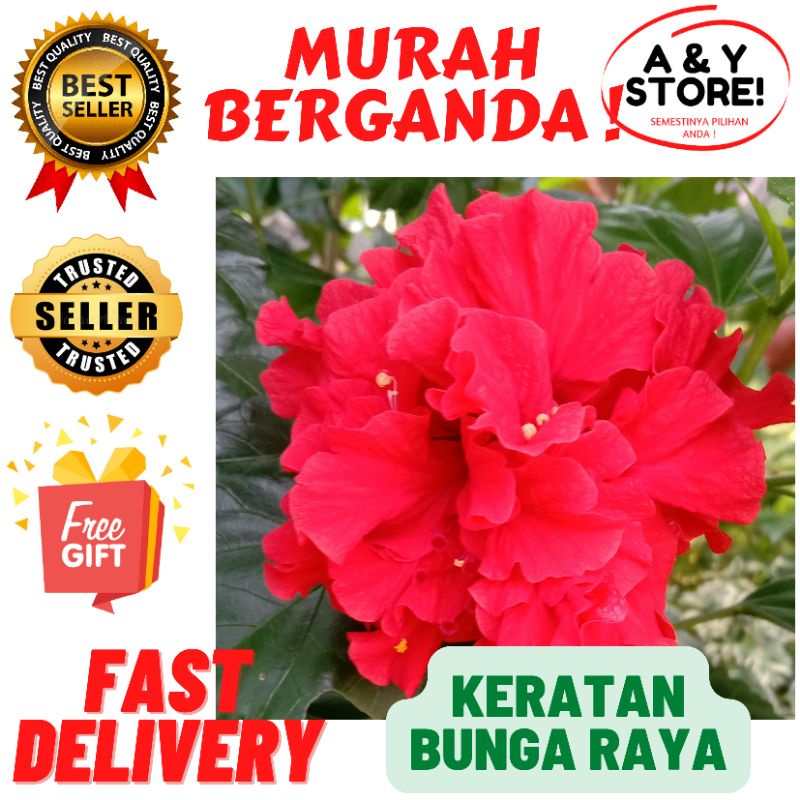 KERATAN BATANG POKOK BUNGA RAYA MERAH MURAH / RED HIBISCUS CUTTING ...