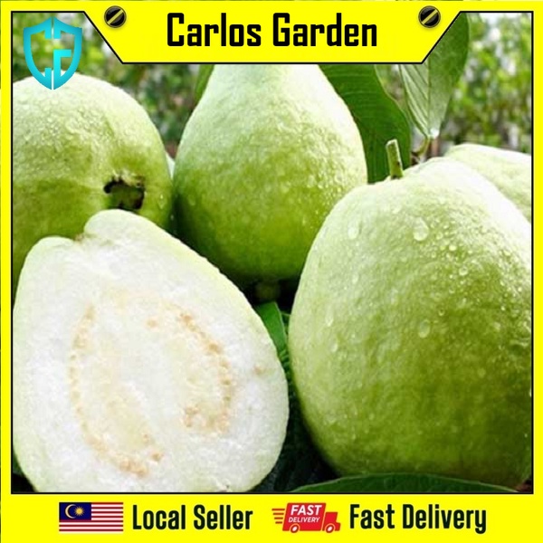 Anak Pokok Jambu Batu Kristal Indonesia Pokok Stabil | Shopee Malaysia