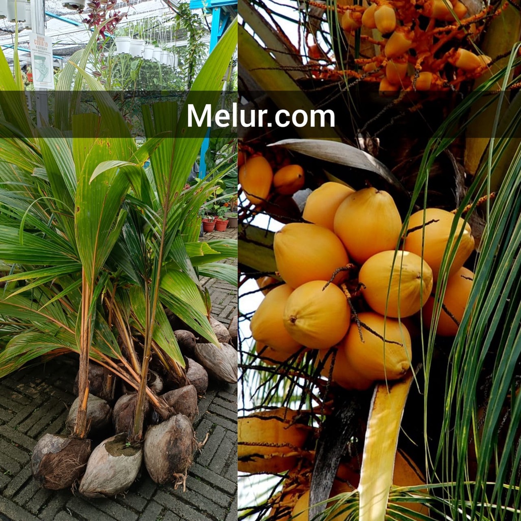 MKT - Malayan Yellow Dwarf (MYD) Coconut plant sapling / Anak Pokok ...