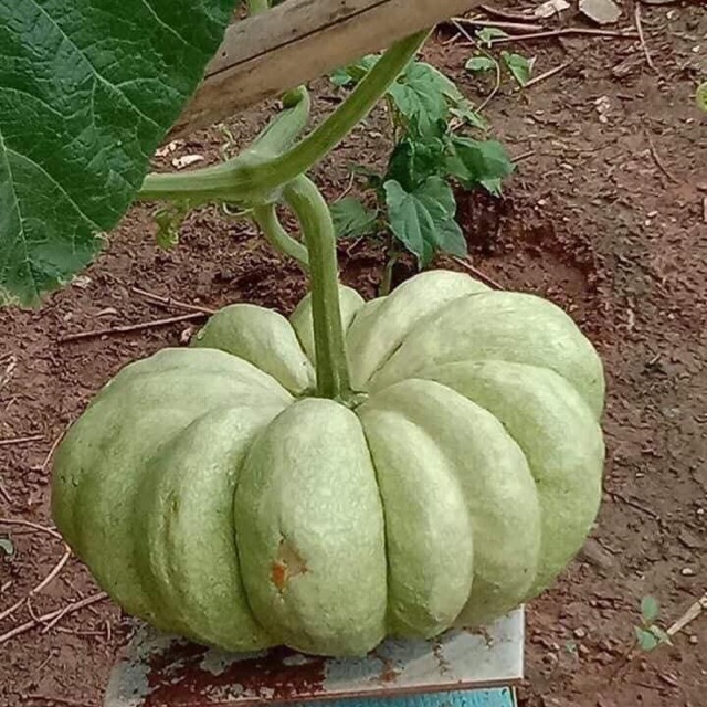 Biji benih buah labu wangi berbau pandan | Shopee Malaysia